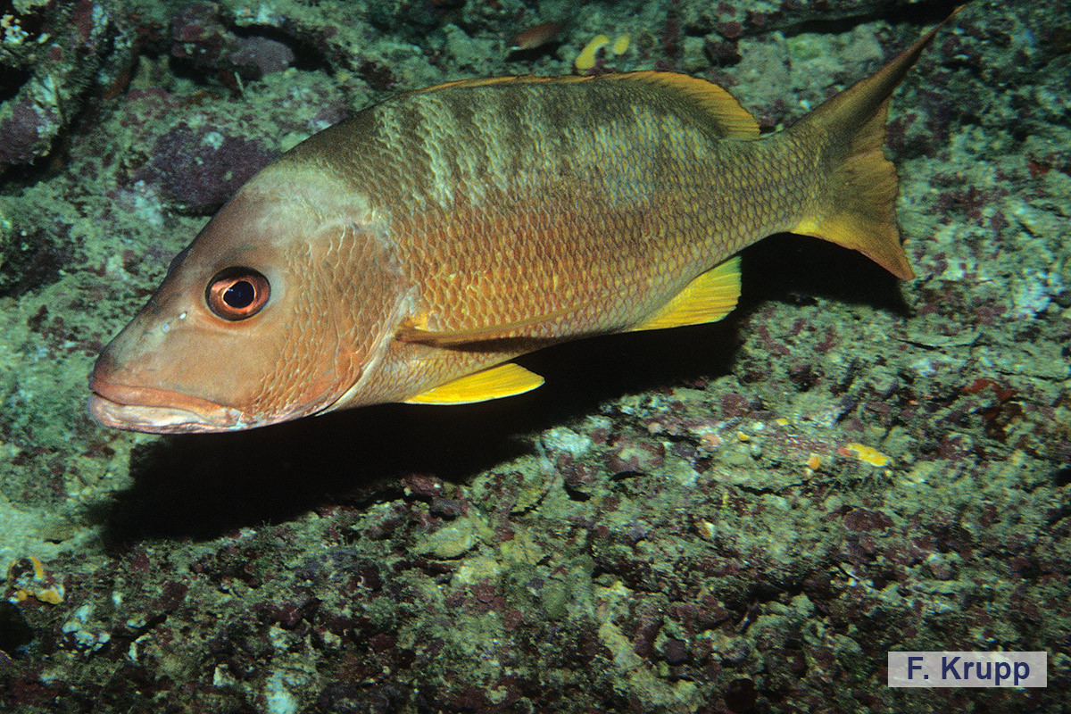 Qatar e-Nature – Mangrove Red Snapper