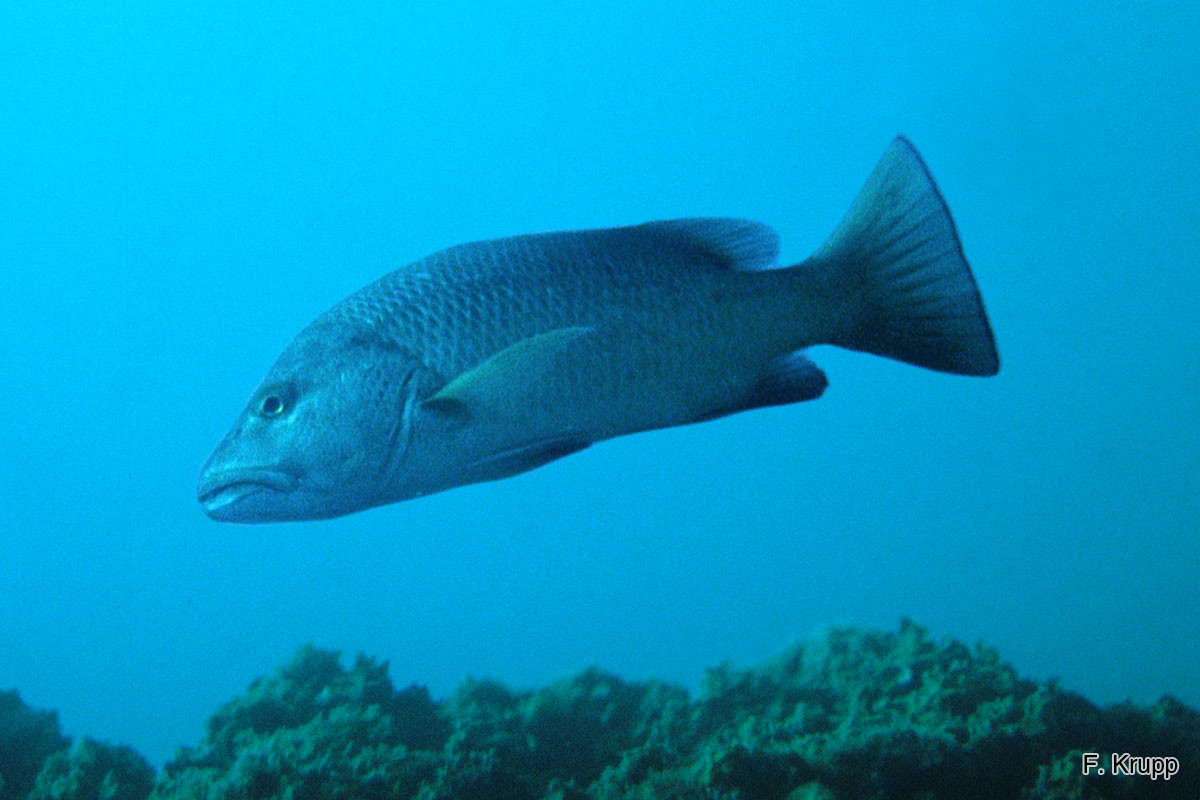 Qatar e-Nature – Mangrove Red Snapper