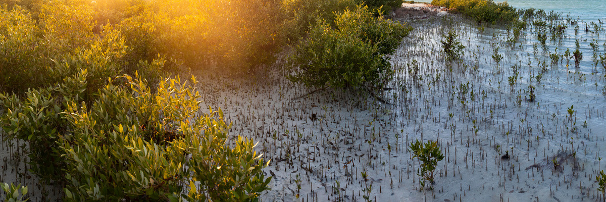 Qatar e-Nature – Ecosystems – Mangroves